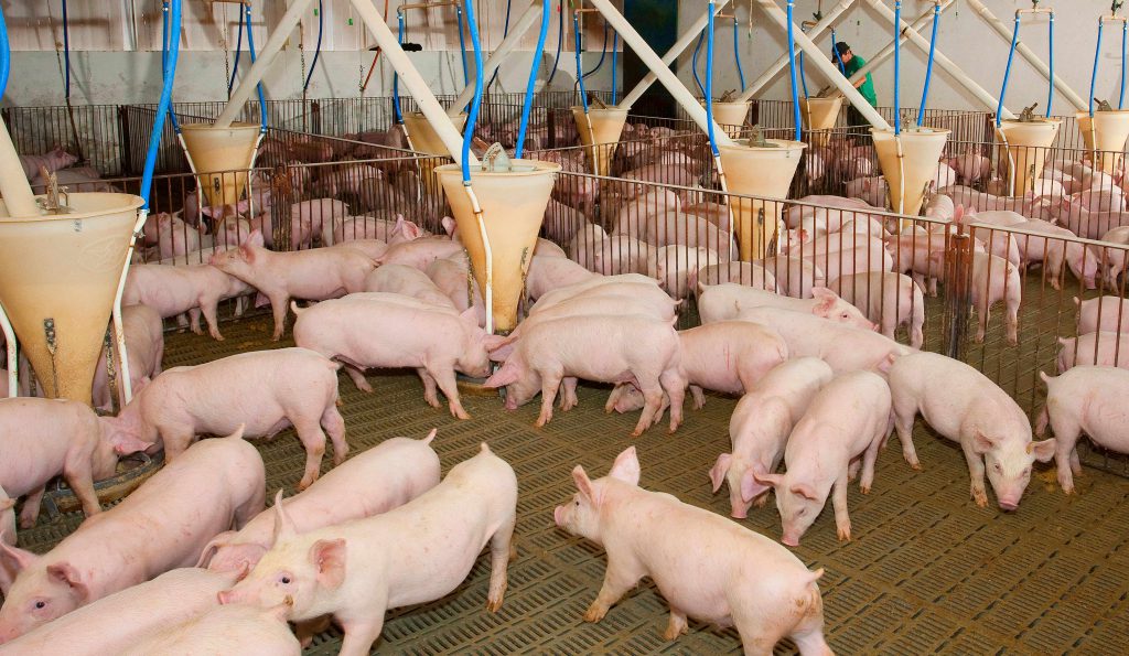 Nutrição de precisão para suínos - AgroRevenda